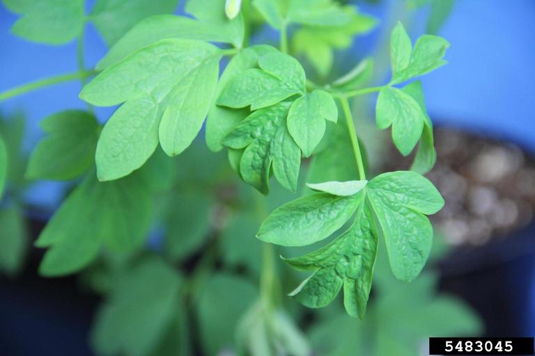 Tobacco Rattle Virus (TRV) (Tobravirus Tobacco Rattle Virus)