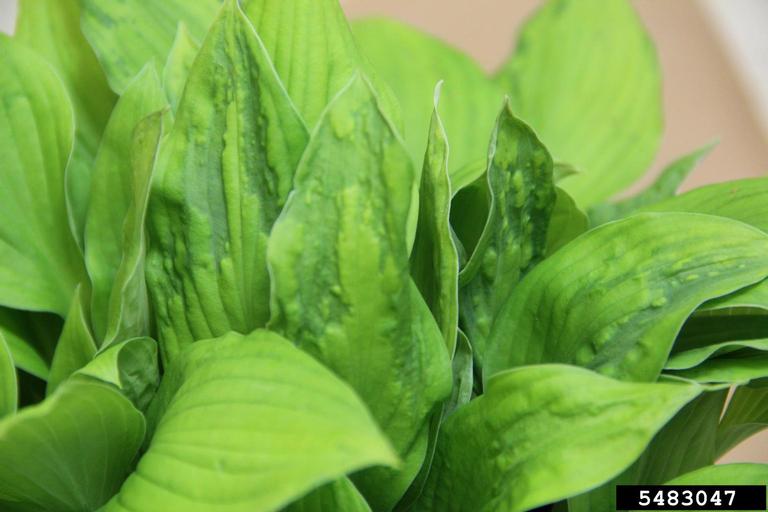 Hosta Virus X (HVX) (Potexvirus ecshostae)