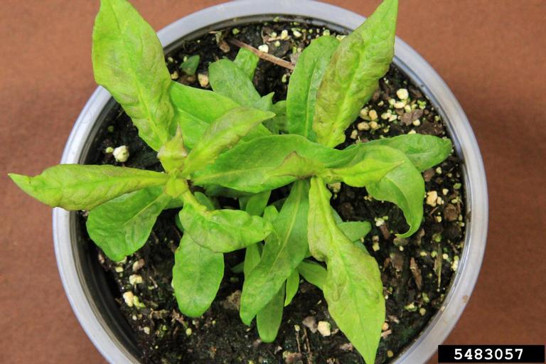 cucumber mosaic virus (CMV) (Cucumovirus Cucumber mosaic virus (CMV))