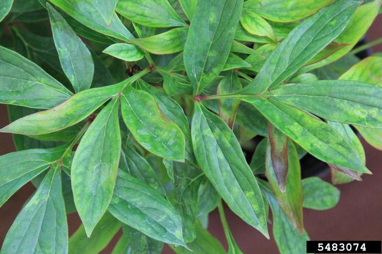 Tobacco Rattle Virus (TRV) (Tobravirus Tobacco Rattle Virus)