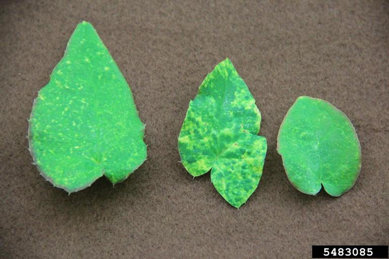 Tobacco Rattle Virus (Tobravirus Tobacco Rattle Virus (TRV))