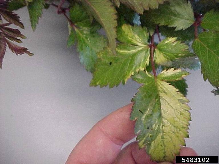 cucumber mosaic virus (CMV) (Cucumovirus Cucumber mosaic virus (CMV))