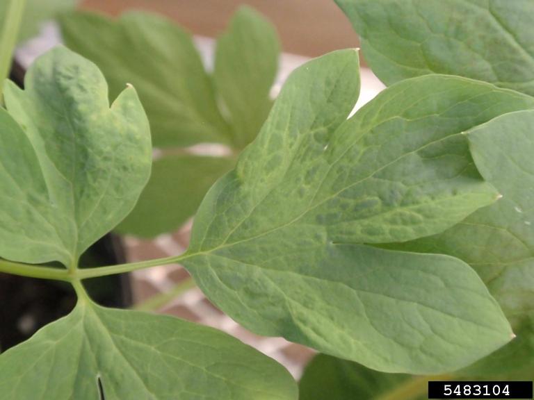 Tobacco Rattle Virus (TRV) (Tobravirus Tobacco Rattle Virus)