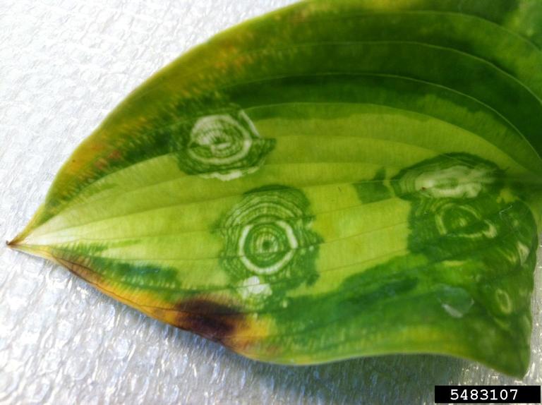 impatiens necrotic spot virus (INSV) (Orthotospovirus ...