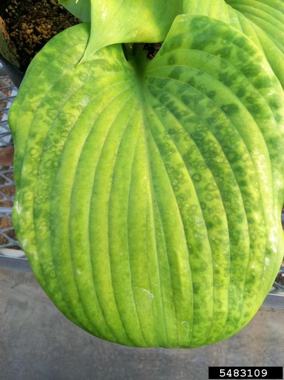 Tobacco Rattle Virus (Tobravirus Tobacco Rattle Virus (TRV))