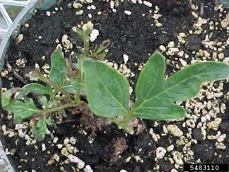 Tobacco Rattle Virus (Tobravirus Tobacco Rattle Virus (TRV))