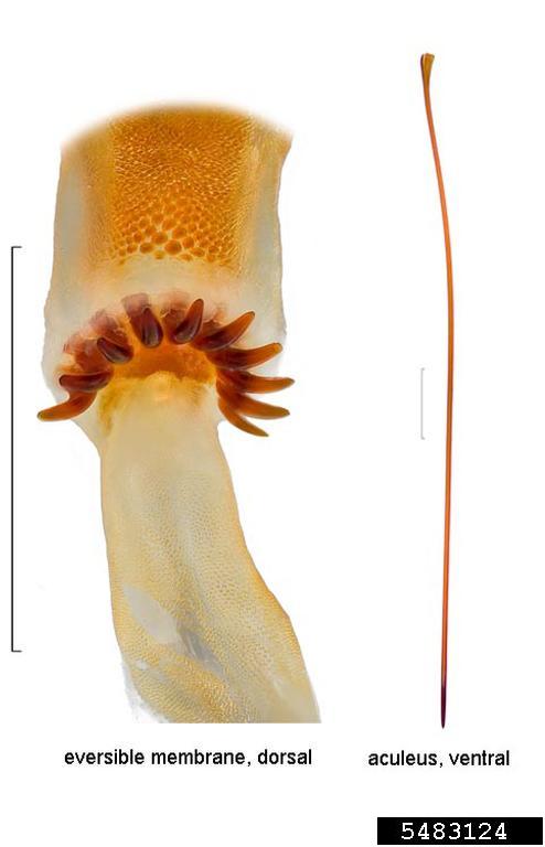 fruit fly (Anastrepha aberrans)