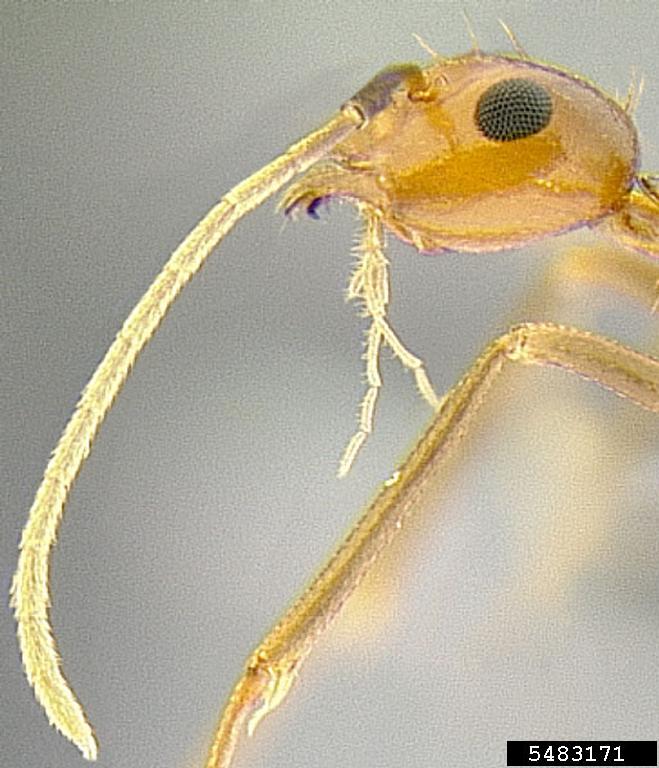longlegged ant (Anoplolepis gracilipes (Smith))
