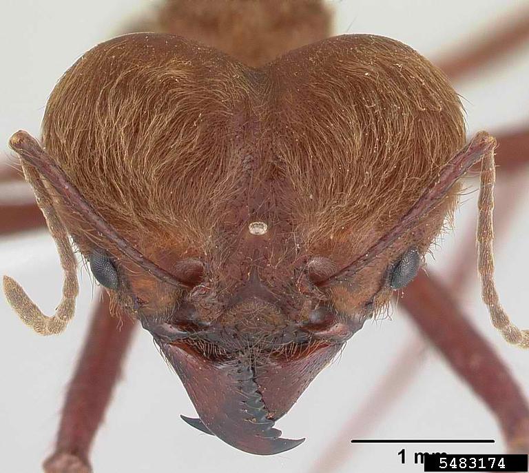 forest bachac, Atta cephalotes (Hymenoptera: Formicidae) - 5483174