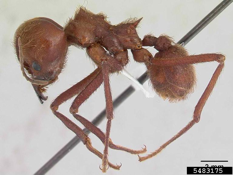 forest bachac (Atta cephalotes (Linnaeus))