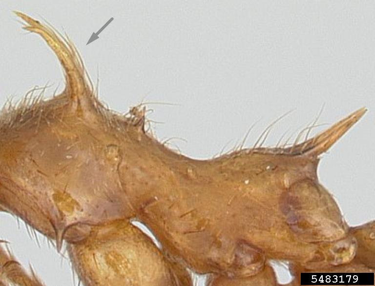 forest bachac (Atta cephalotes)