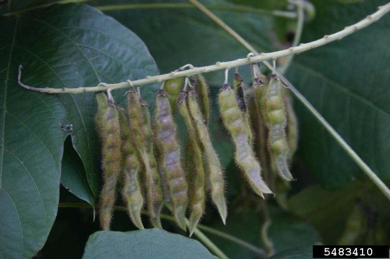 kudzu (Pueraria montana var. lobata (Willd.) Maesen & S. Almeida)
