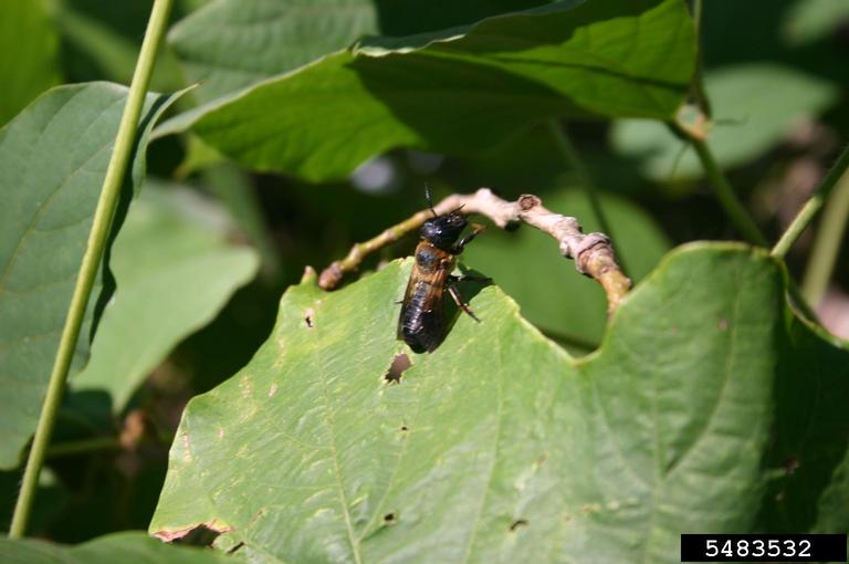 kudzu (Pueraria montana var. lobata)