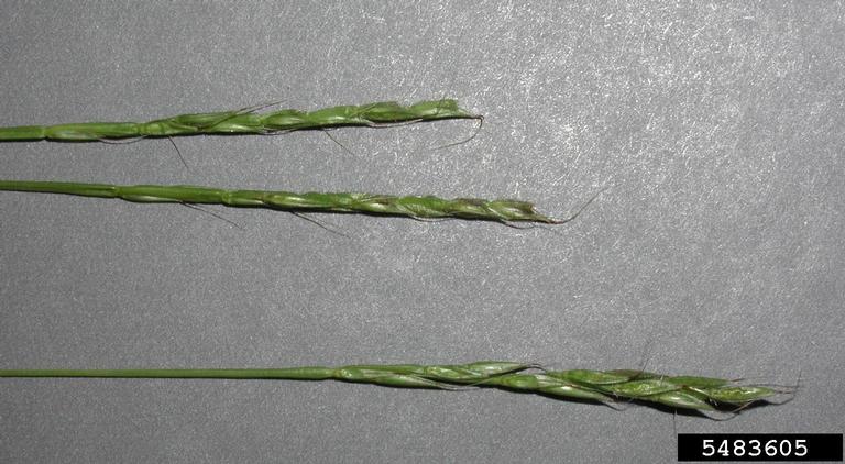 Japanese stiltgrass (Microstegium vimineum (Trin.) A. Camus)