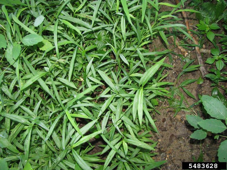 Japanese stiltgrass (Microstegium vimineum)