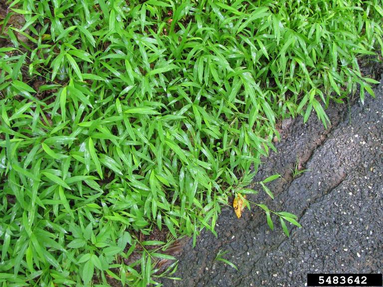 Japanese stiltgrass (Microstegium vimineum (Trin.) A. Camus)