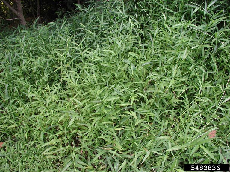 Japanese stiltgrass (Microstegium vimineum (Trin.) A. Camus)