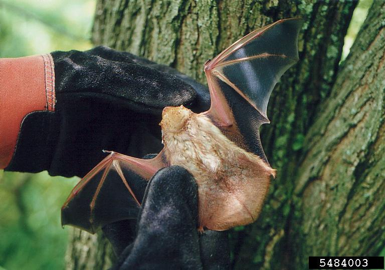 eastern red bat (Lasiurus borealis)
