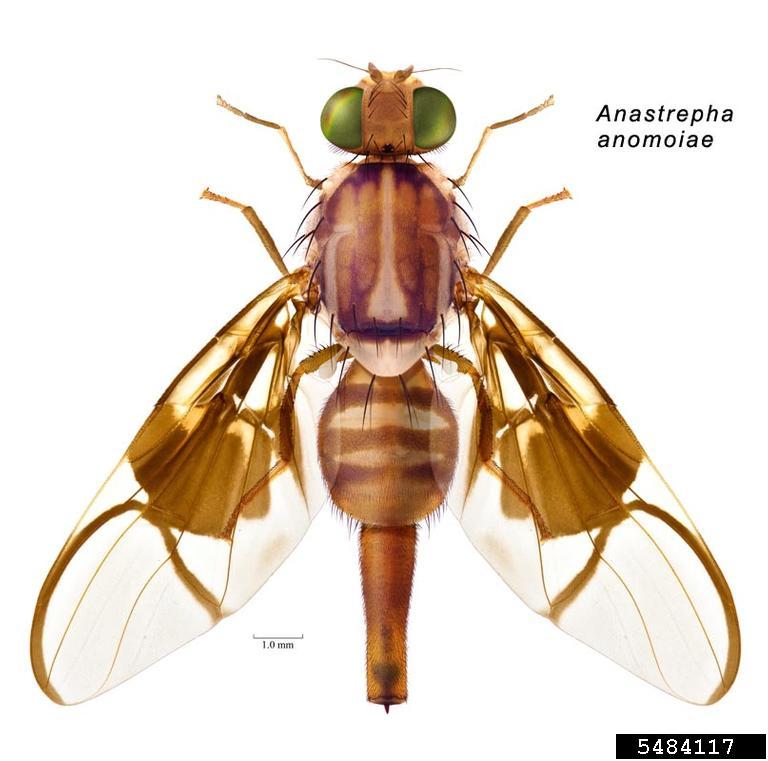 fruit fly (Anastrepha anomoiae Norrbom, 2002)