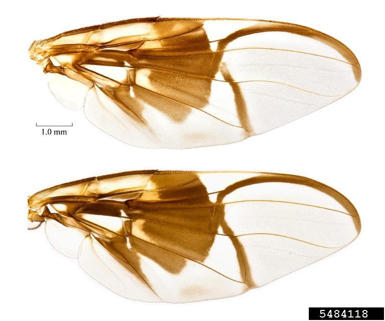 fruit fly (Anastrepha anomoiae)