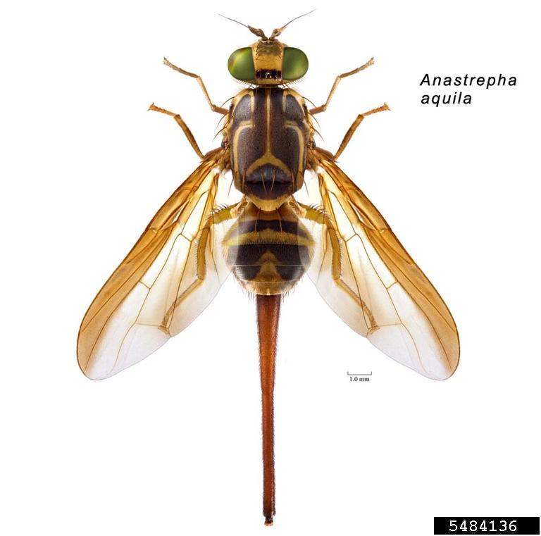 fruit fly (Anastrepha aquila Norrbom, 1998)