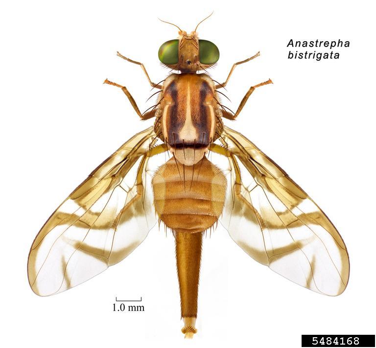 fruit fly (Anastrepha bistrigata)