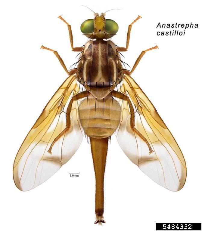 fruit fly (Anastrepha castilloi Norrbom, 1991)