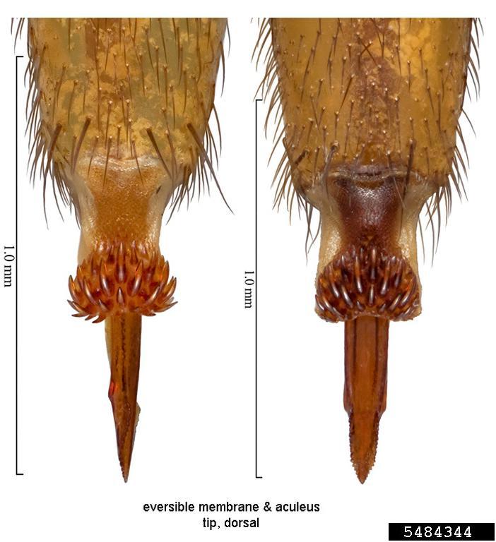 fruit fly (Anastrepha compressa)