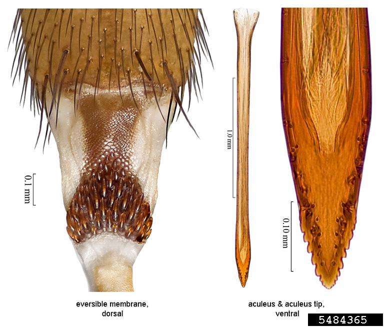 fruit fly (Anastrepha coronilli Carrejo & González, 1993)