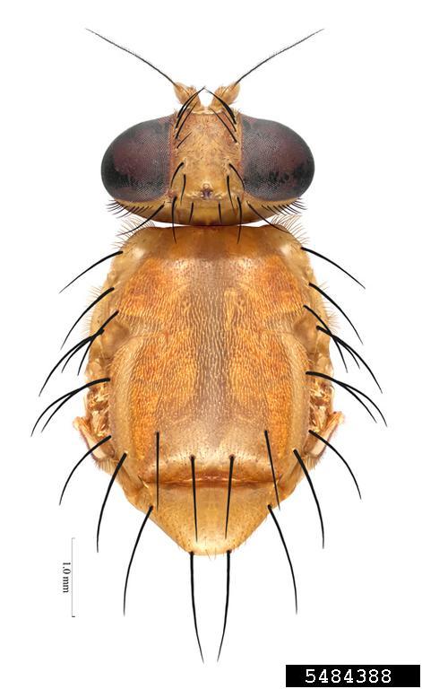 fruit fly (Anastrepha distans Hendel, 1914)