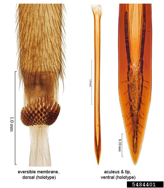 fruit fly (Anastrepha dryas)