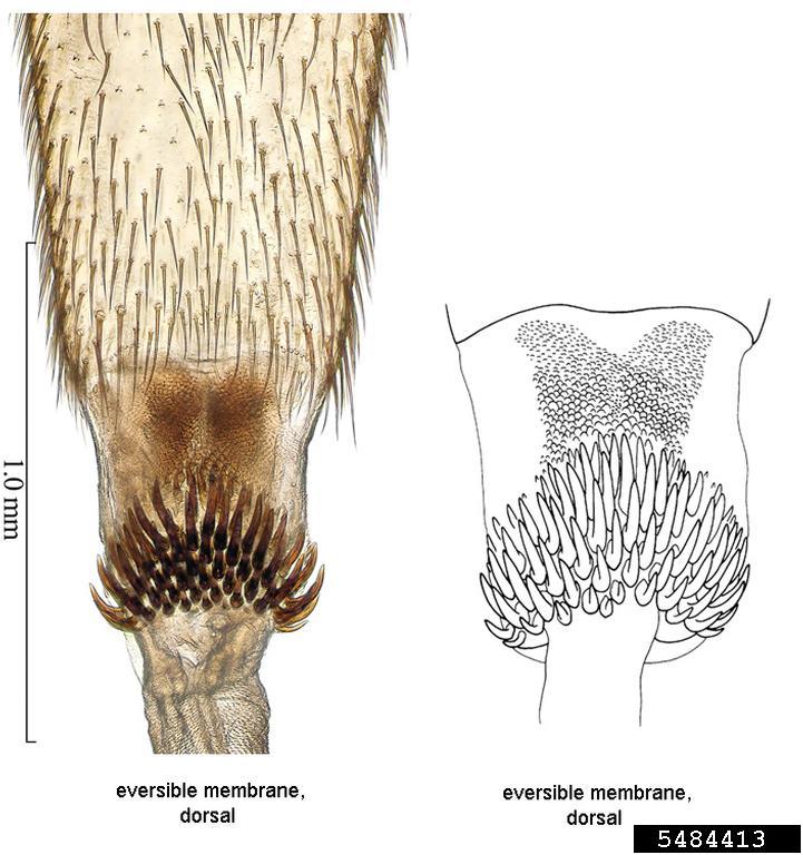 fruit fly (Anastrepha ethalea (Walker, 1849))