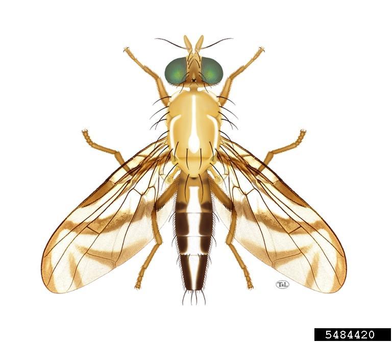 fruit fly (Anastrepha fernandezi)