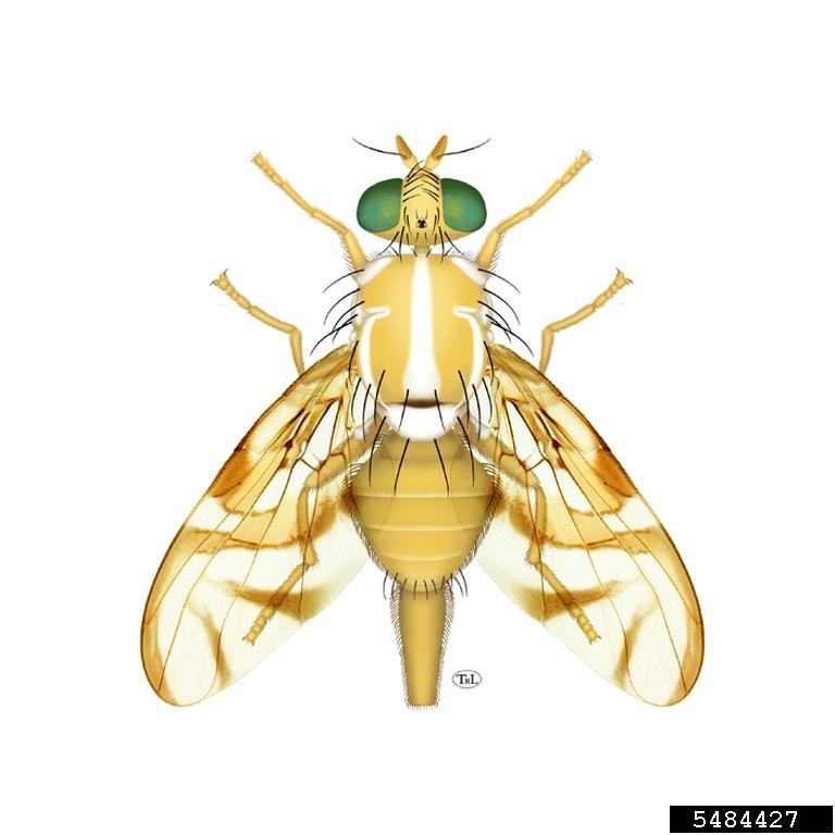 South American fruit fly (Anastrepha fraterculus)