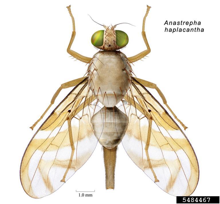fruit fly (Anastrepha haplacantha)