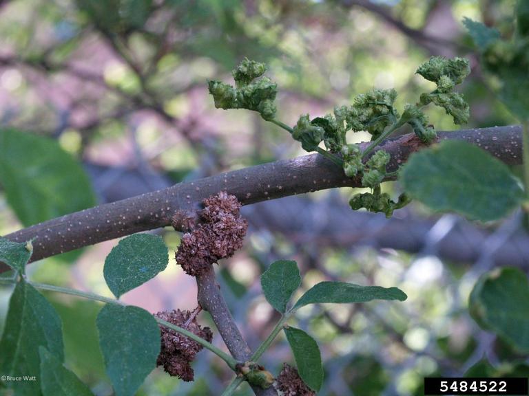 ash flower gall mite (Eriophyes fraxiniflora Felt)