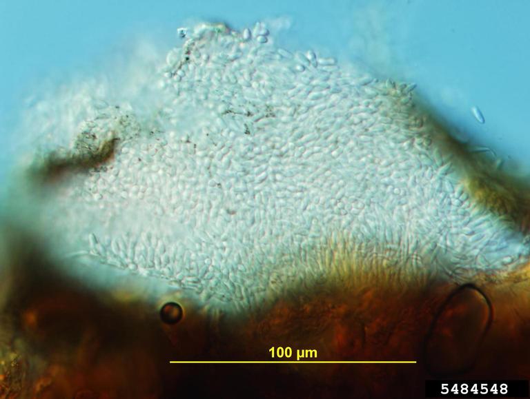 Phomopsis cankers and twig blights (Phomopsis spp. ) on camperdown elm ...