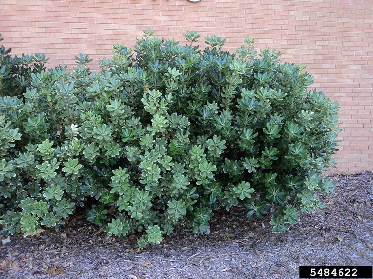 Japanese cheesewood (Pittosporum tobira)