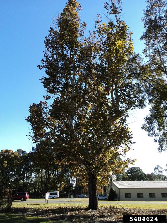 American sycamore (Platanus occidentalis L.)