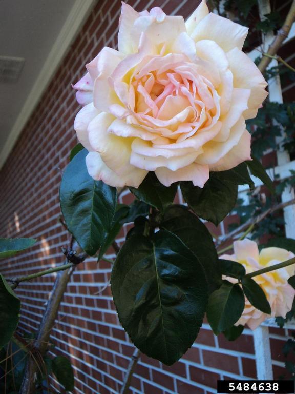 rose (Genus Rosa L.)