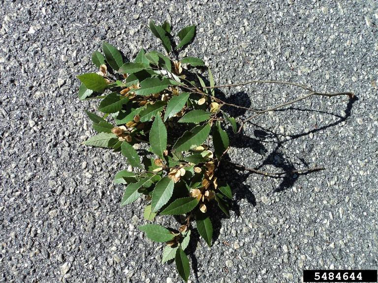 Chinese elm (Ulmus parvifolia Jacq.)