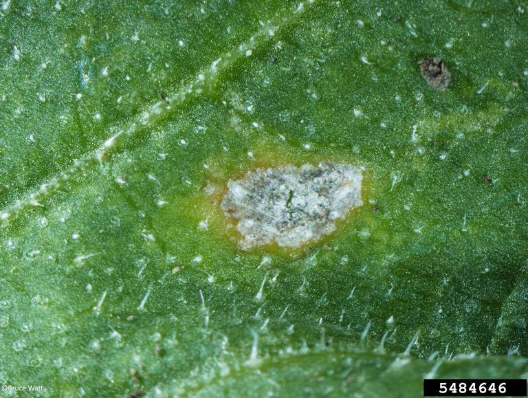 Alternaria black molds / stem cankers (Alternaria spp. ) on cucumber ...
