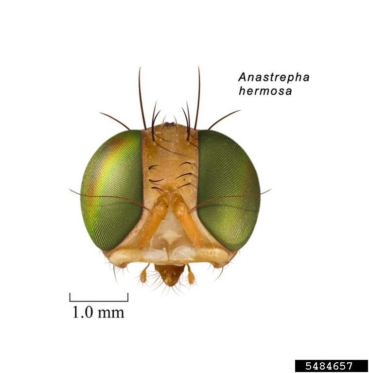 fruit fly (Anastrepha hermosa)