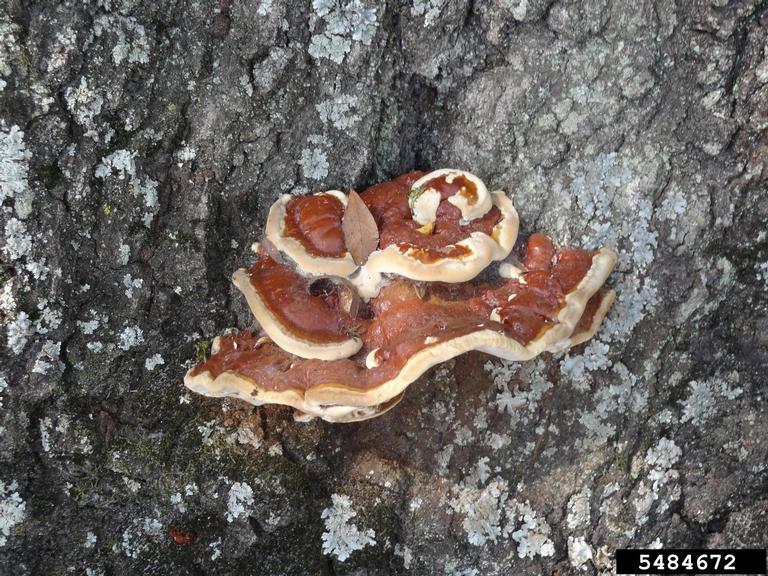 Ganoderma root and butt rot (Ganoderma lucidum)