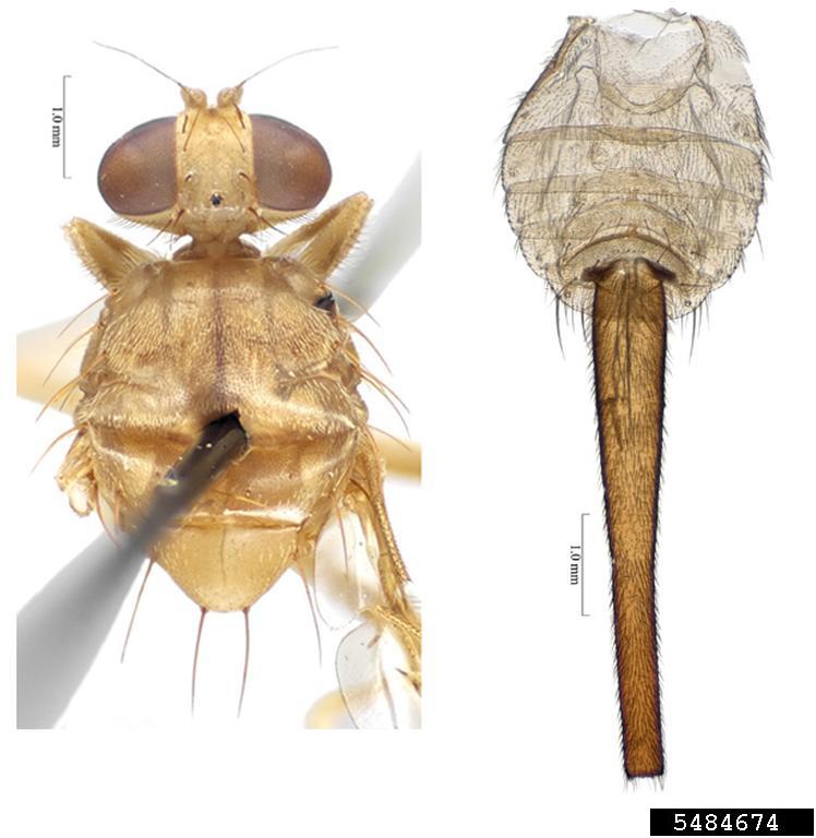 fruit fly (Anastrepha inaequalis)