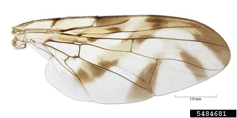 fruit fly (Anastrepha insulae)