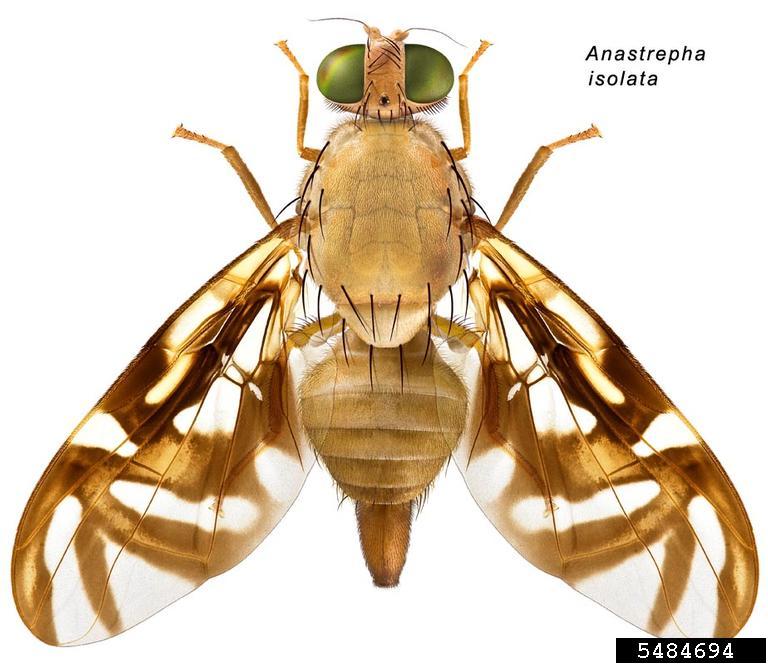 fruit fly (Anastrepha isolata)