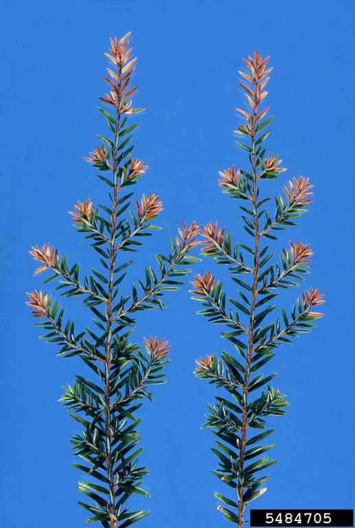 cold injury (low temperature) on yew (Taxus spp. ) - 5484705