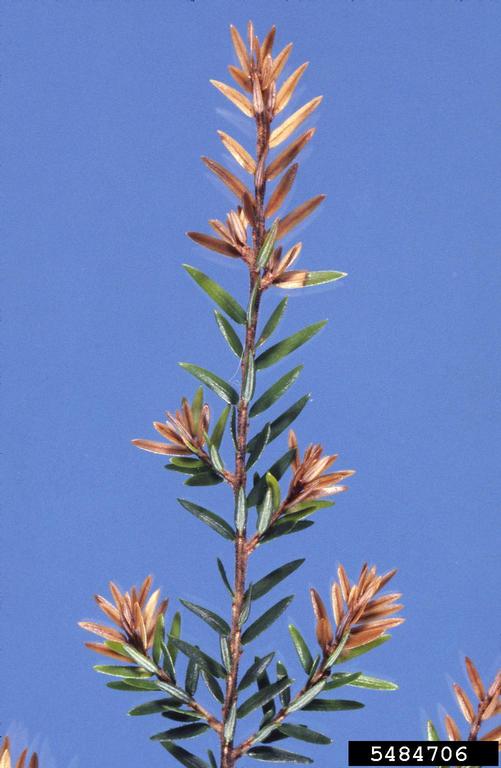 cold injury (low temperature)