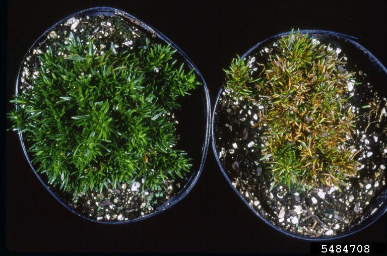 foliar nematodes (Genus Aphelenchoides Fischer, 1894)